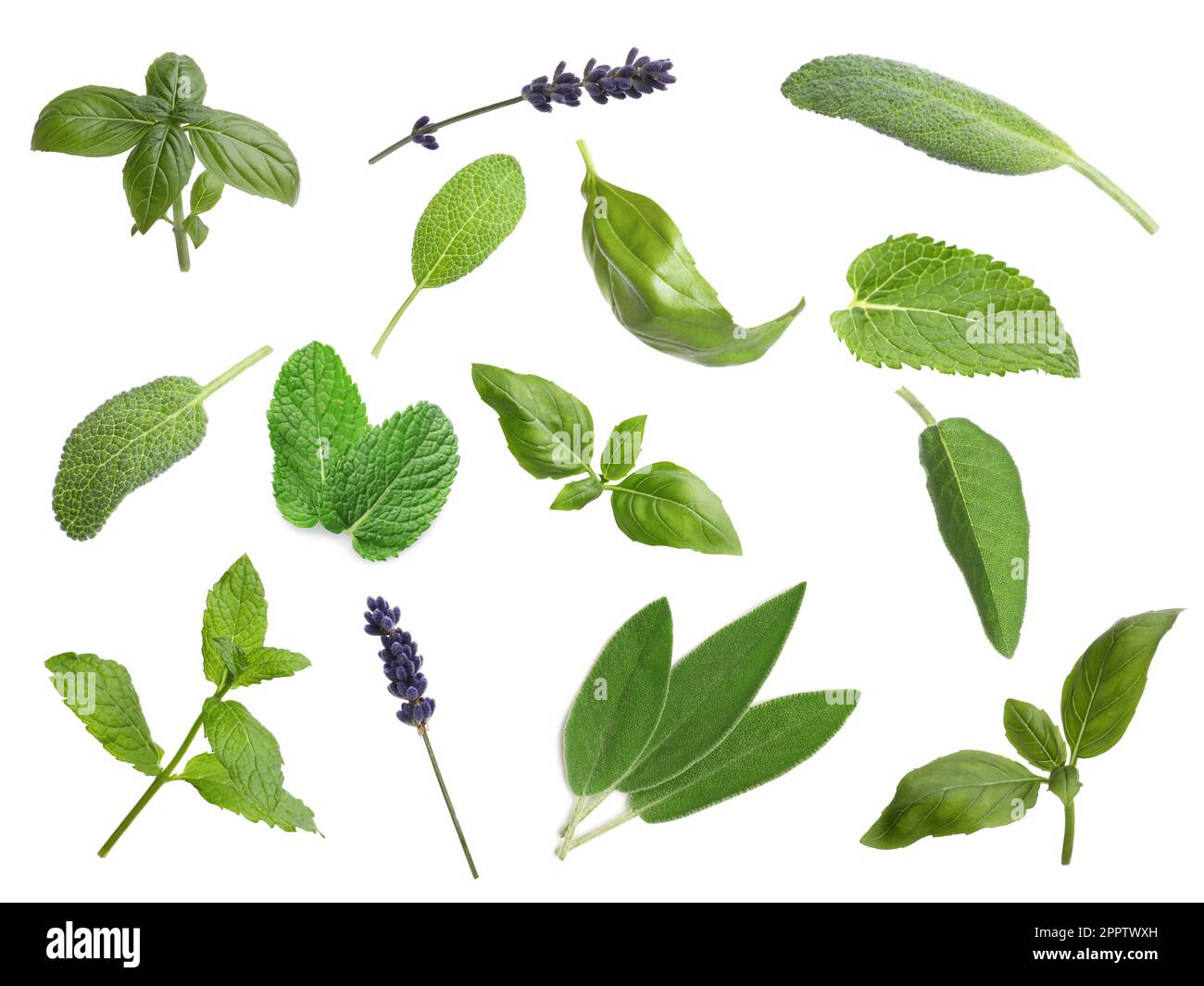 Collection of different aromatic herbs on white background Stock Photo ...