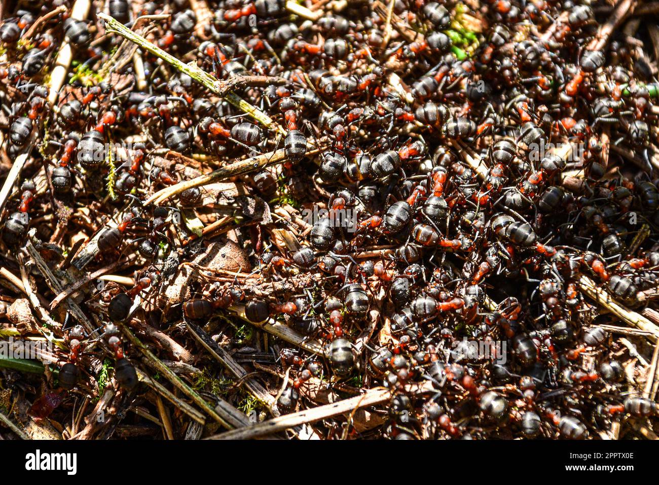 Hairy Wood Ants, Formica Lugubris Stock Photo - Alamy