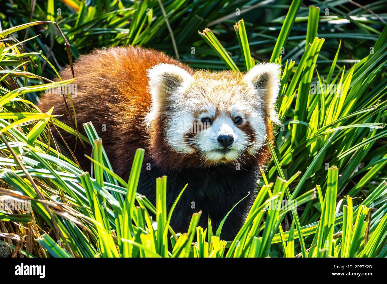 A solitary red panda standing amidst the lush foliage of leaves Stock ...