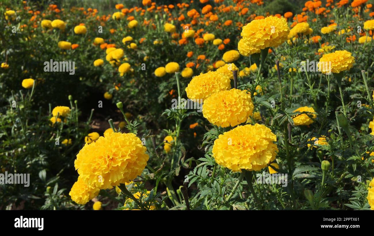 Marigold botanical illustration hi-res stock photography and images - Alamy