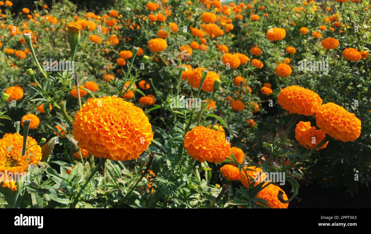 3d rendering beautiful landscape hi-res stock photography and images ...