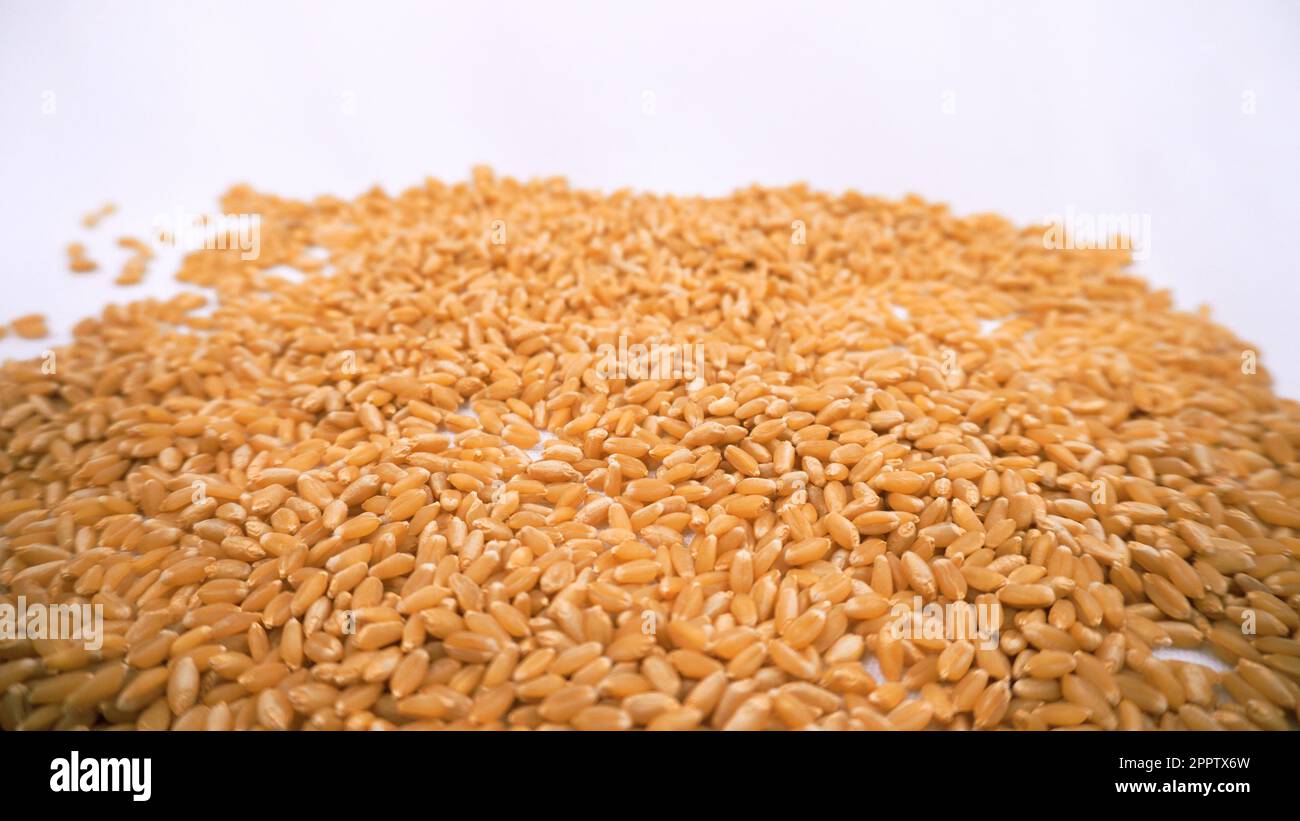 Wheat grains falling in slow motion Stock Photo - Alamy