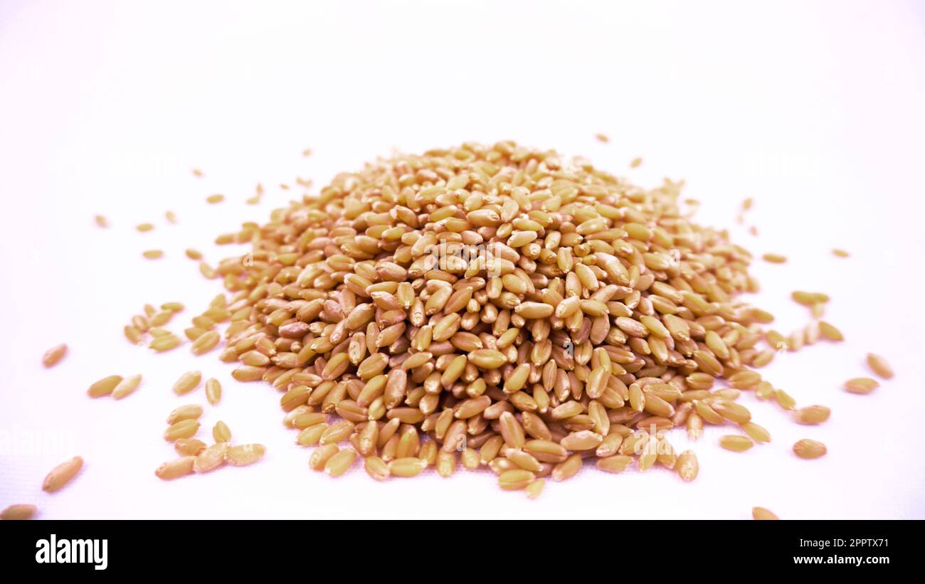 Wheat Grains Falling