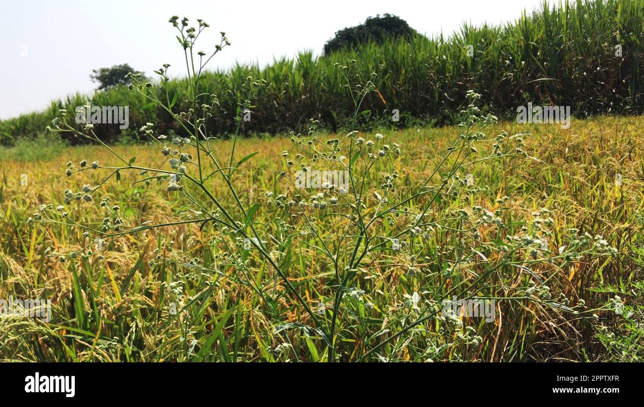 Grass in rural countryside swaying hi-res stock photography and images ...