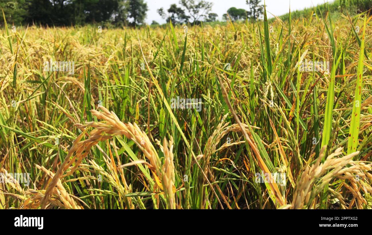 Grass rice in wind hi-res stock photography and images - Alamy