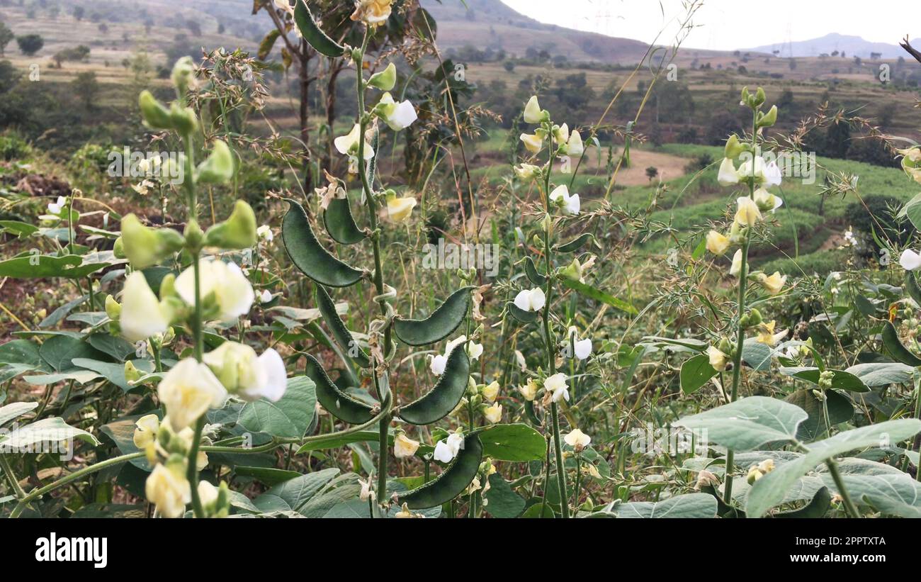 Lima bean pod strings agricultural hi-res stock photography and images ...