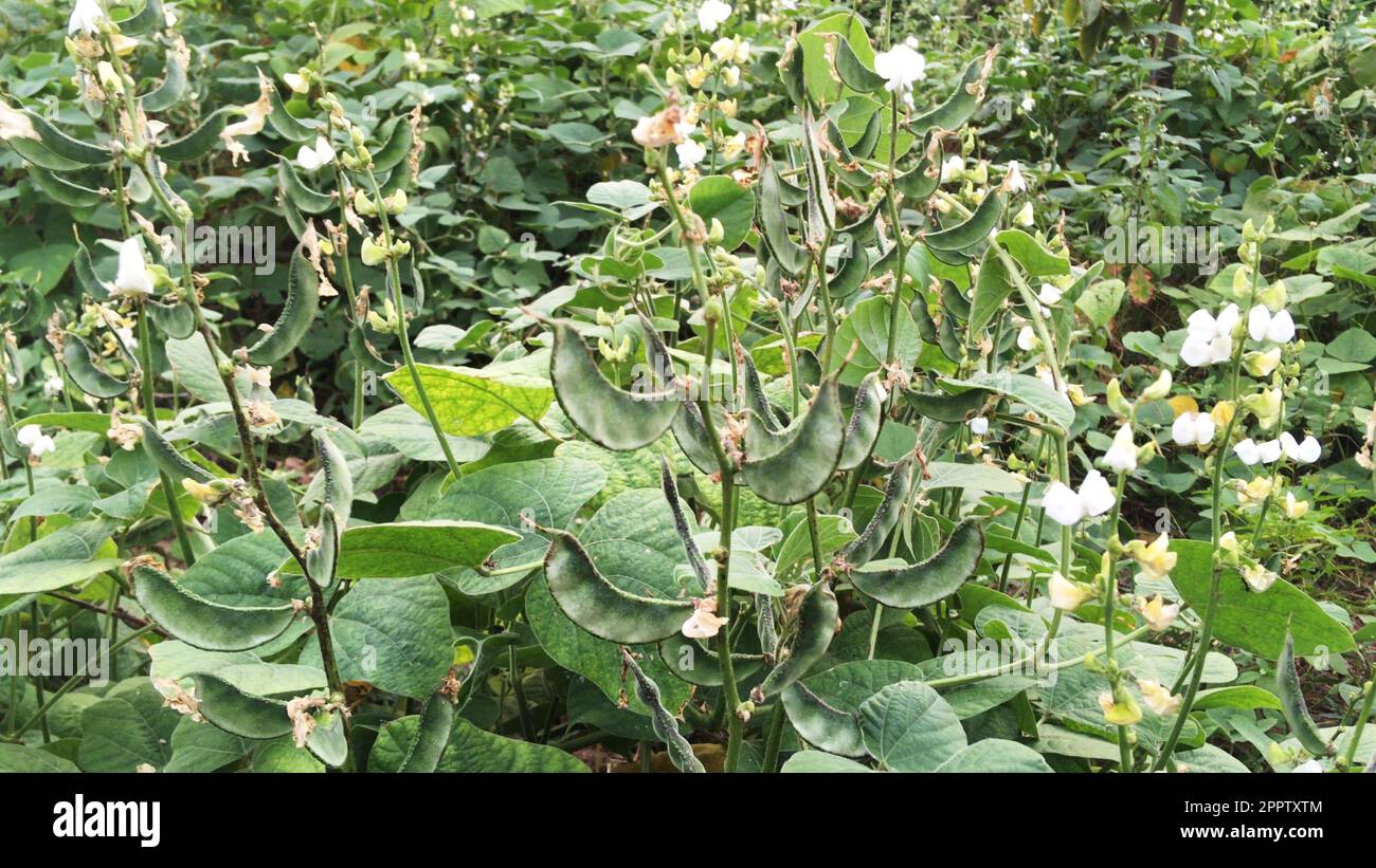 Lima bean pod strings agricultural hi-res stock photography and images ...