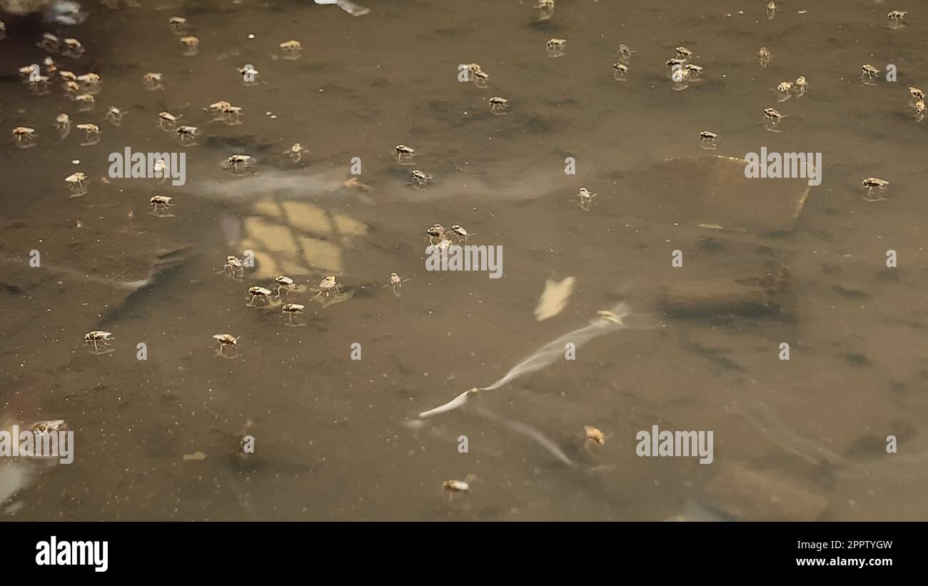 Mosquito breeding in polluted water Stock Photo - Alamy