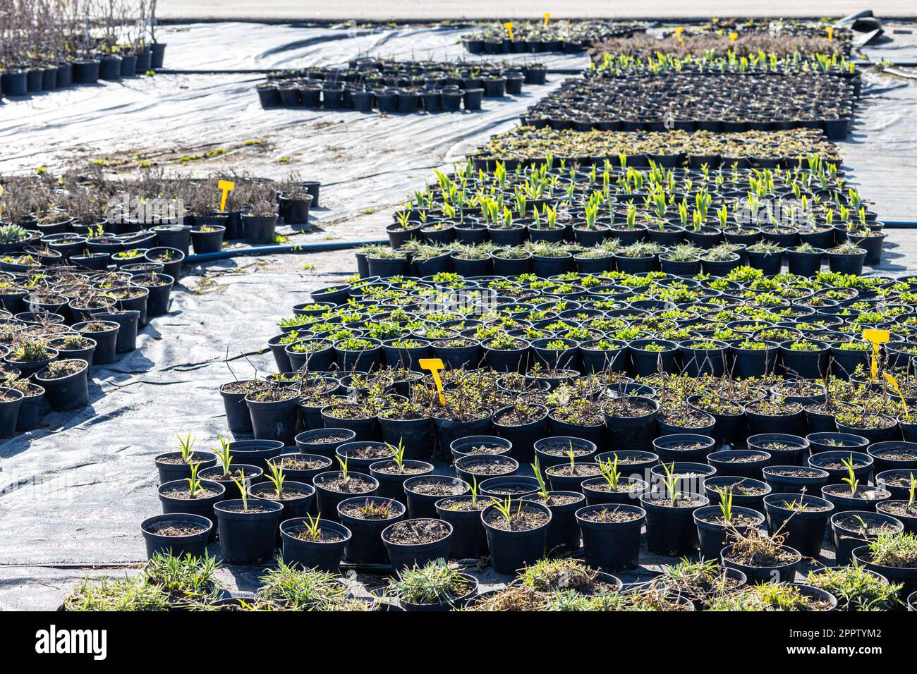 seedling in a pot in a garden plant nursery. seedling in a pot. plant ...