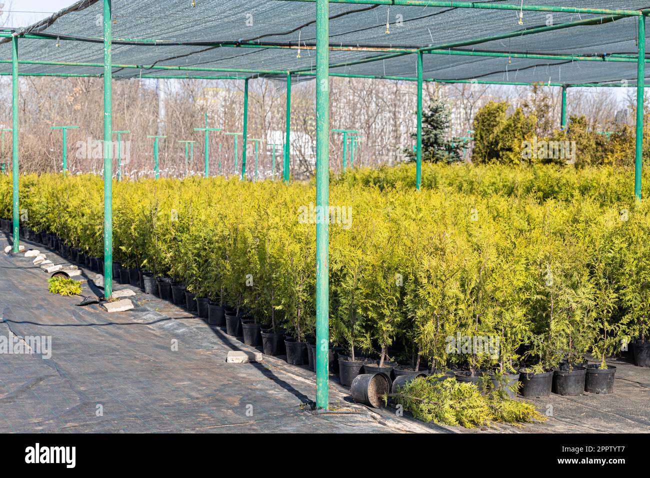 thuja plant in a pot in a garden seedling nursery. plant nursery Stock ...