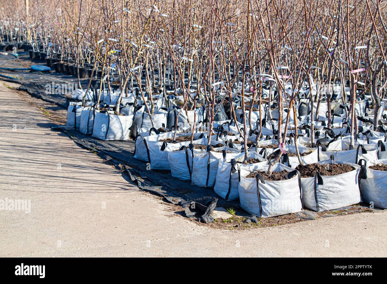 Pear seedling hi-res stock photography and images - Alamy