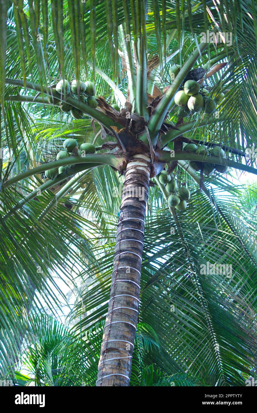 coconut tree in the yard Stock Photo - Alamy