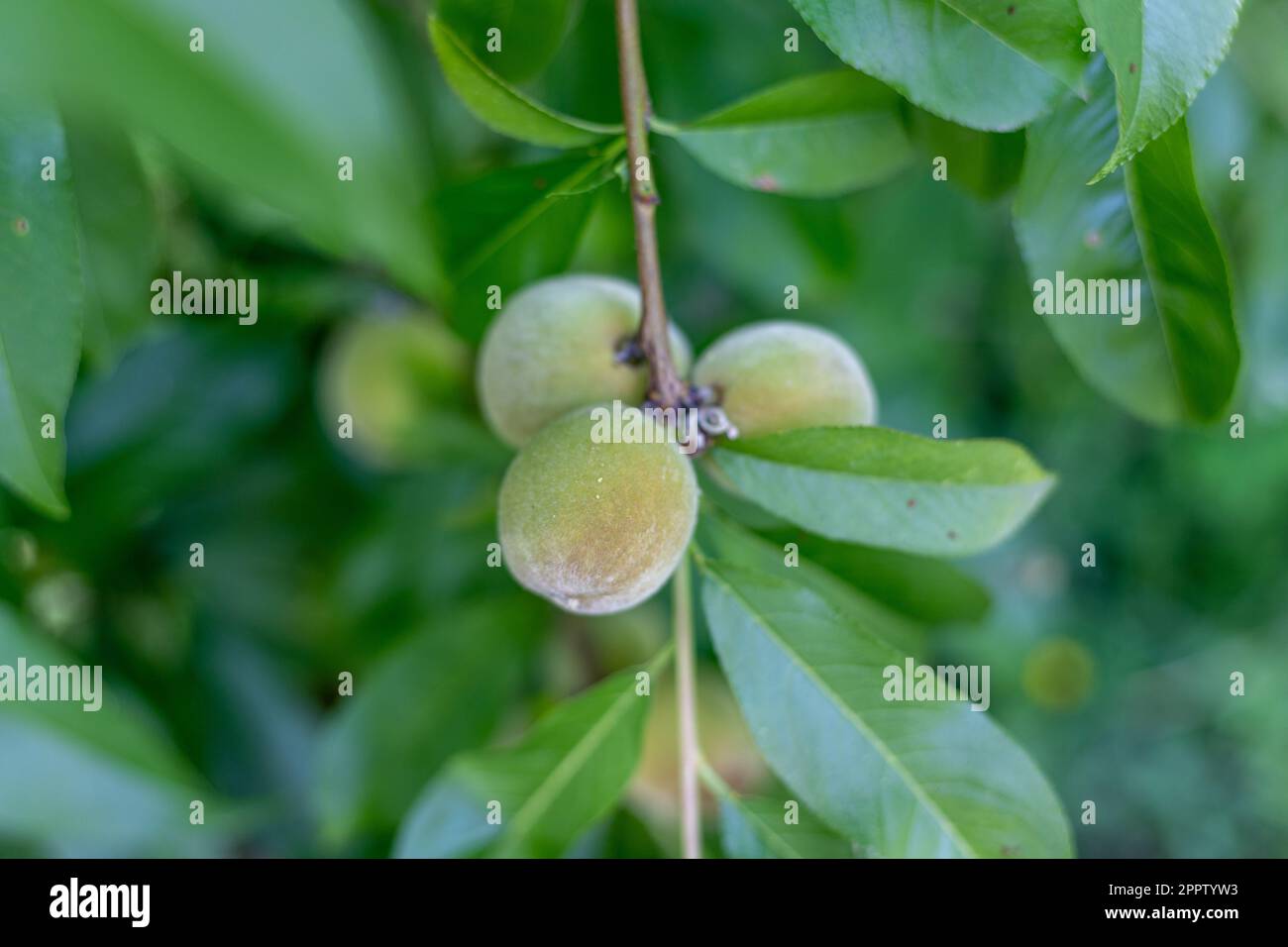 Green peaches on the tree in the early stage of fruiting Stock Photo ...