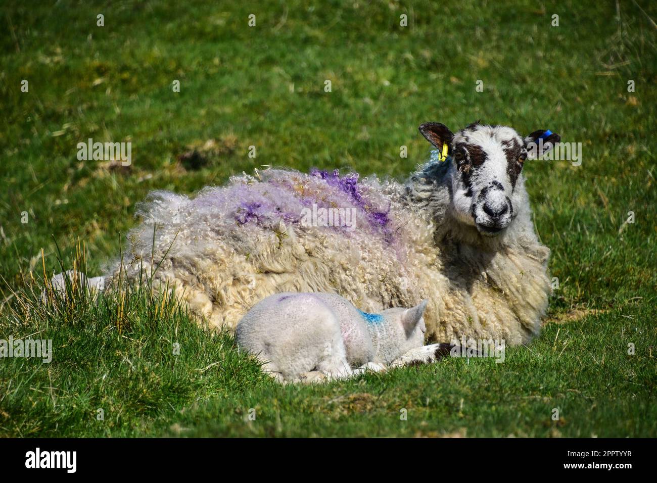 Jacob Sheep, Lamb Stock Photo - Alamy