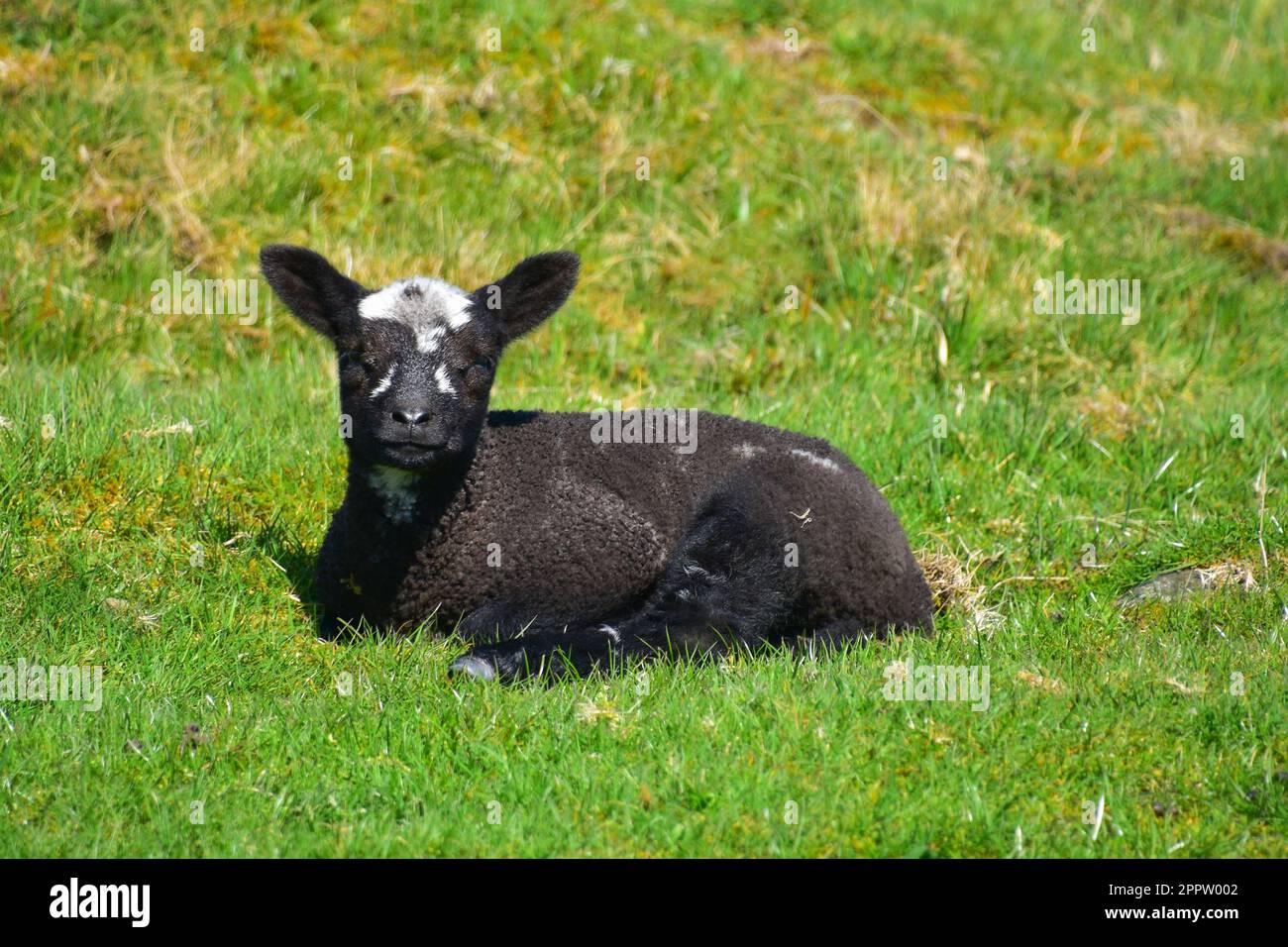 Black Sheep, Jacob Sheep, Lamb Stock Photo - Alamy