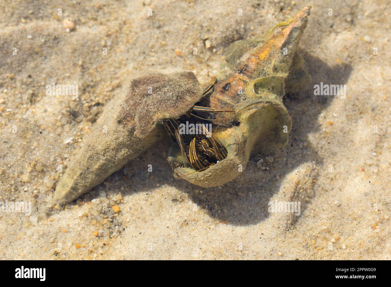 Australian zoology hi-res stock photography and images - Alamy