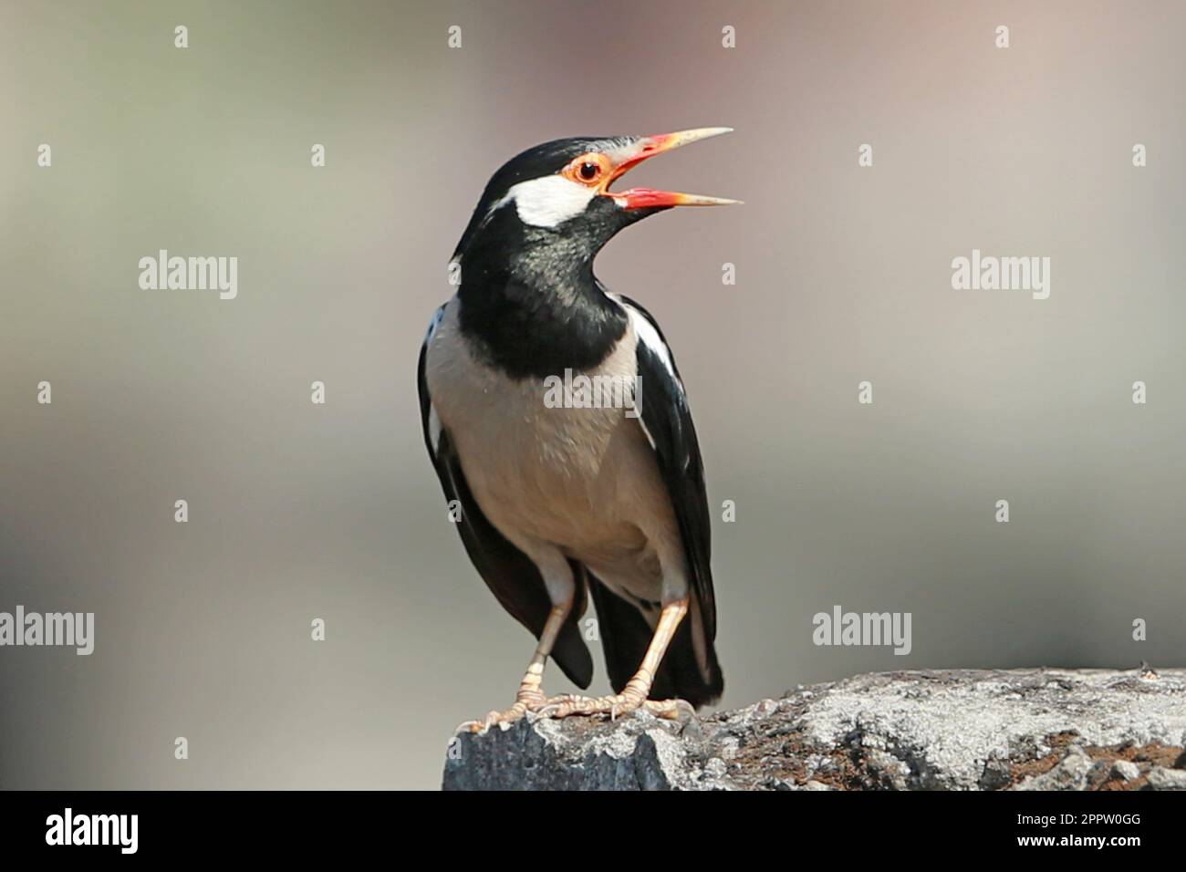 Dhaka Premier Division Cricket League 2022-23 second round match ...