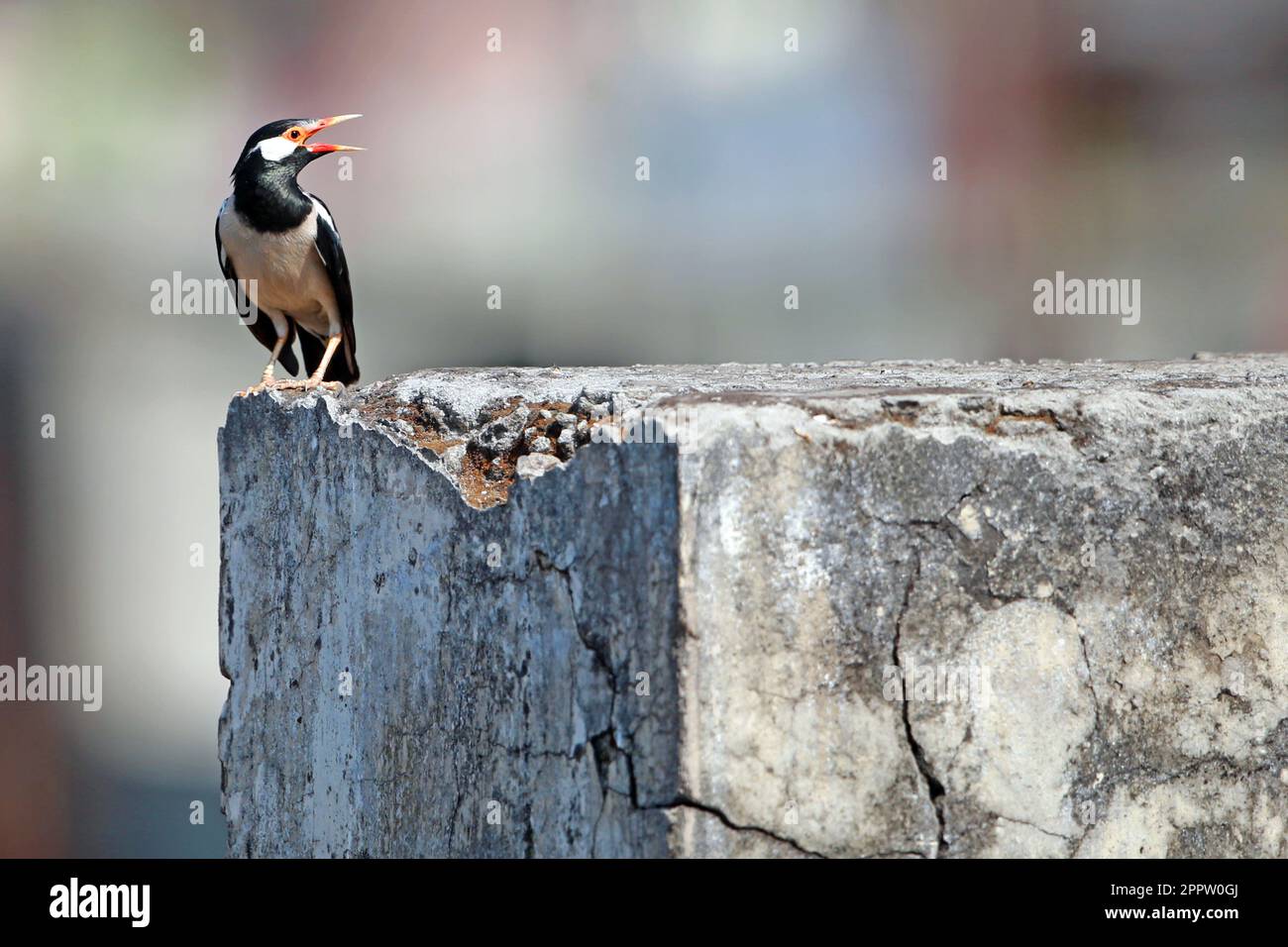 Dhaka Premier Division Cricket League 2022-23 second round match ...