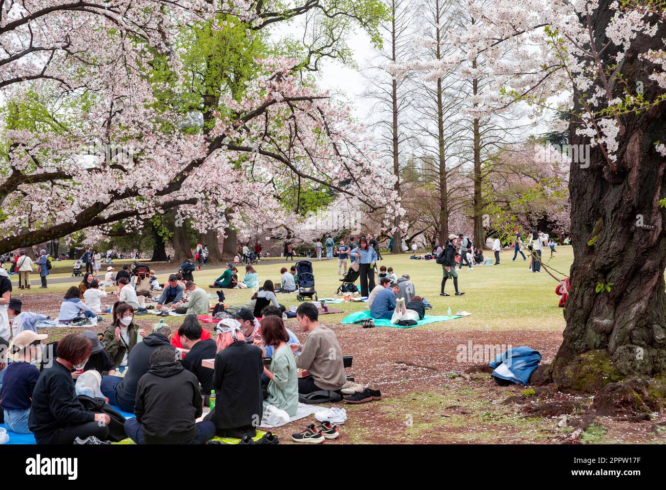 Cherry blossoms April 2023, people picnic and view cherry blossom in ...