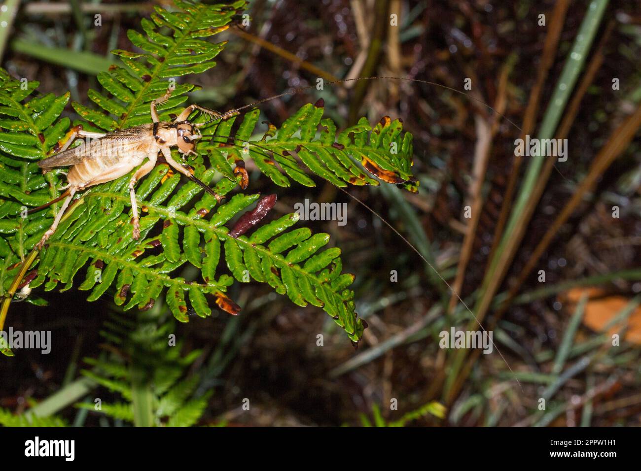 Australian raspy cricket hi-res stock photography and images - Alamy