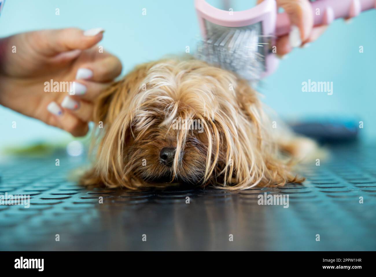 Grooming animals, drying and styling dogs, combing wool. Grooming ...