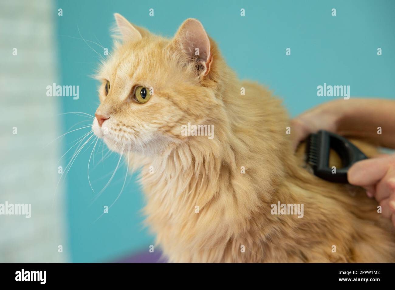 Orange cat had a disgruntled expression and wanted to flee as it was ...