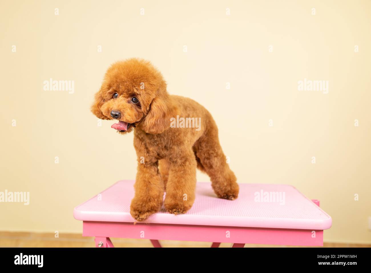 Cute and joyful purebred toy poodle puppy on the grooming pink table ...