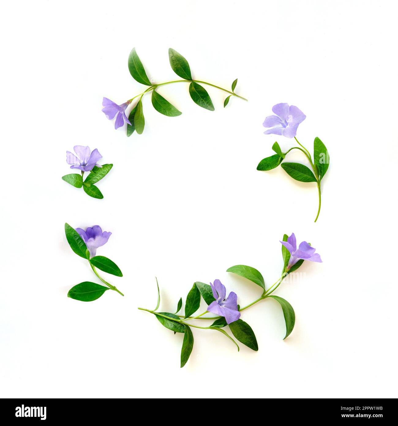 Round floral frame with blue flower buds, branches and leaves isolated ...