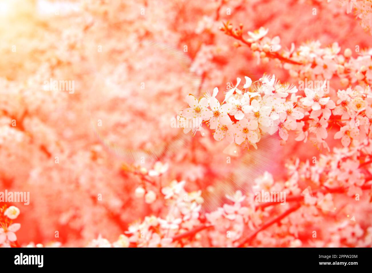 Cherry texture hi-res stock photography and images - Alamy