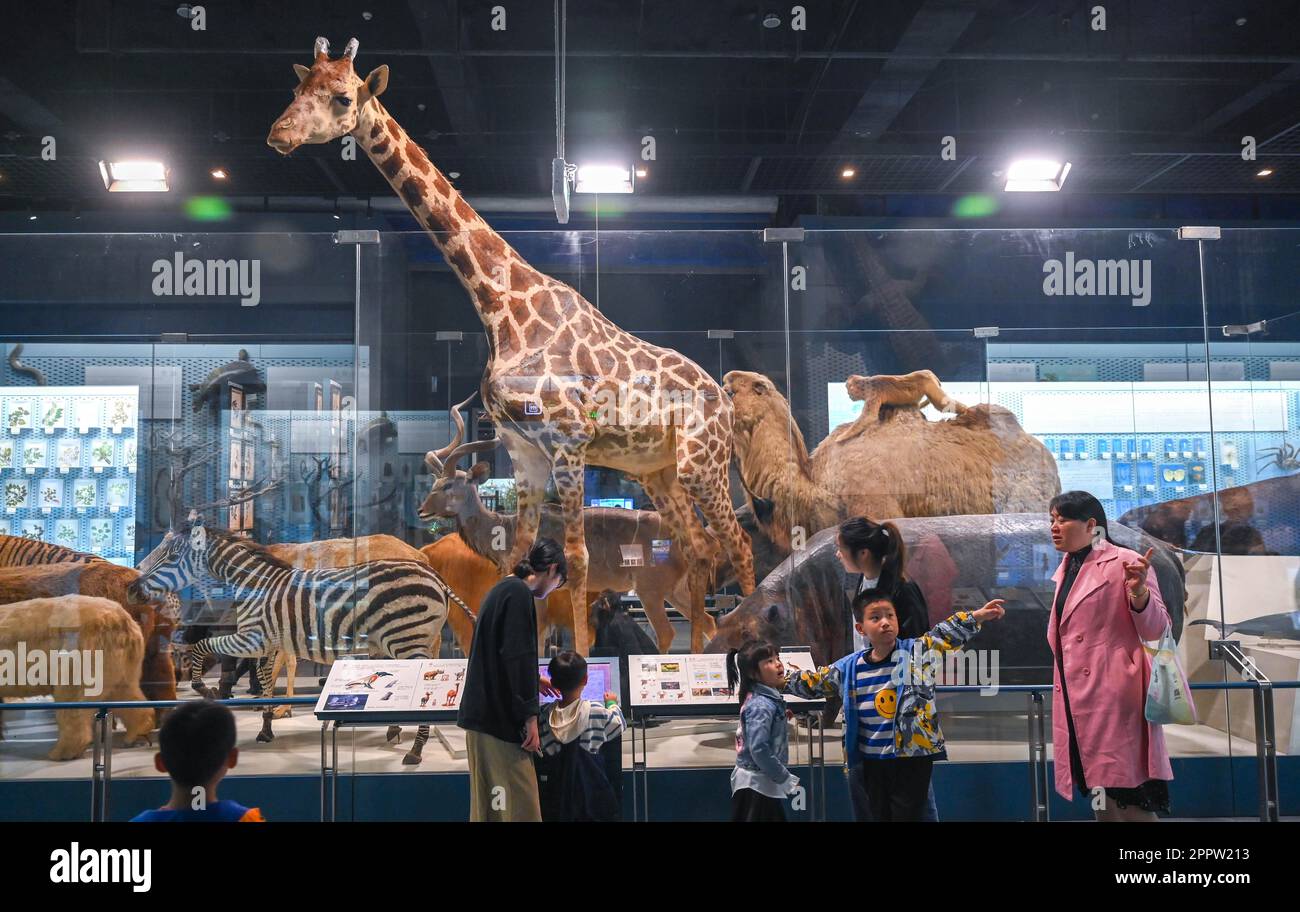 People visit the Zhejiang Museum of Natural History to welcome the ...