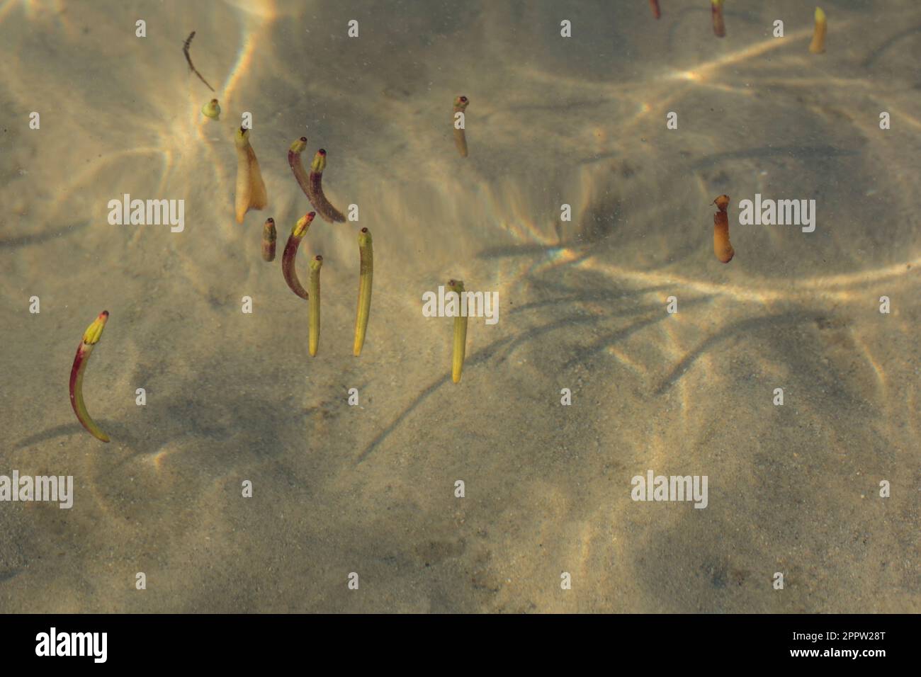 Water dispersed fruit hi-res stock photography and images - Alamy