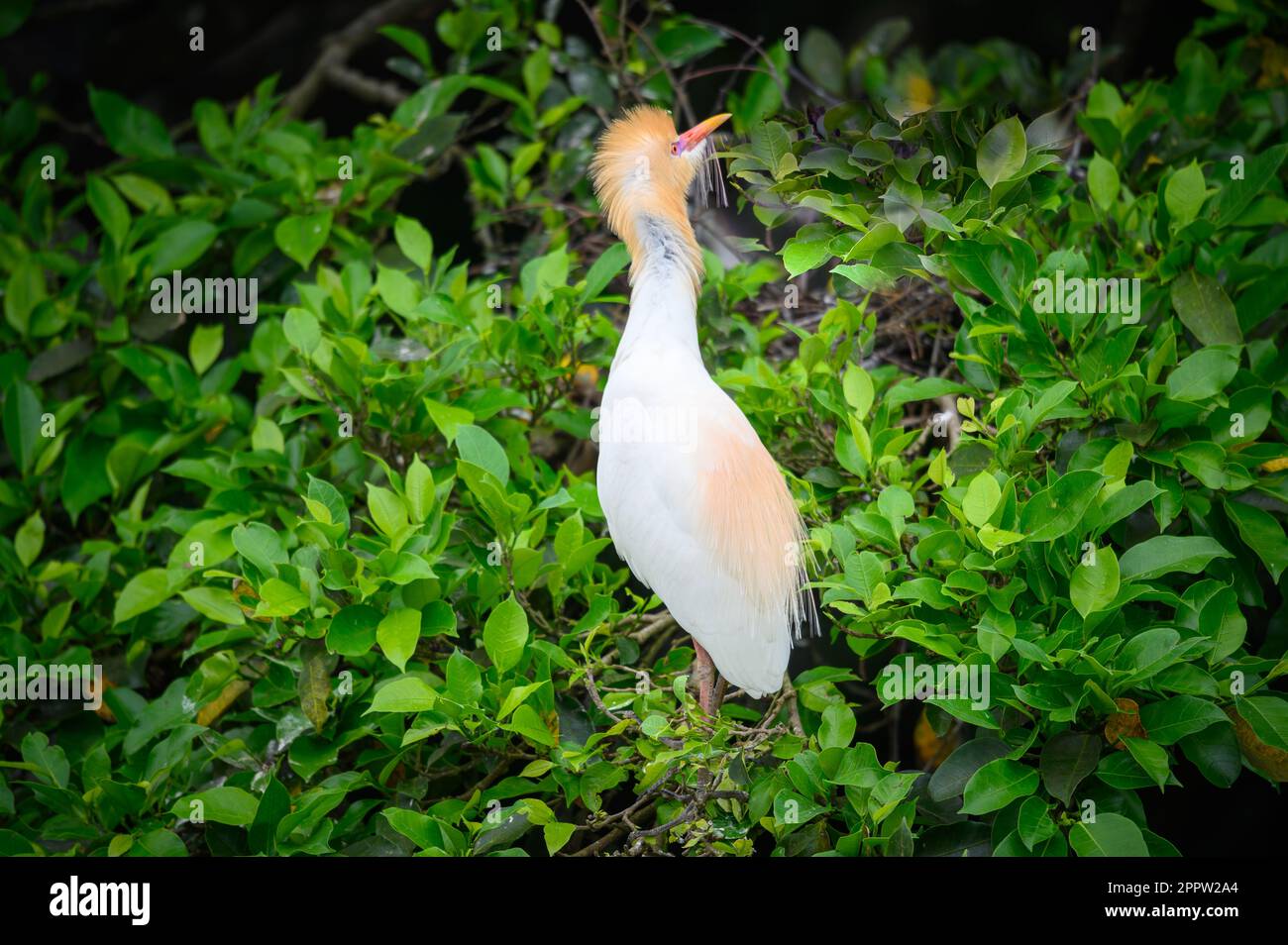 The head feathers of the cattle egret turn orange-yellow. Viewings of ...