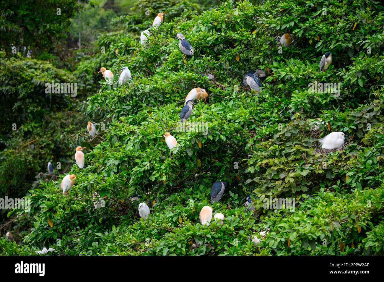 Different species of egret birds preen their feathers in the treetops ...