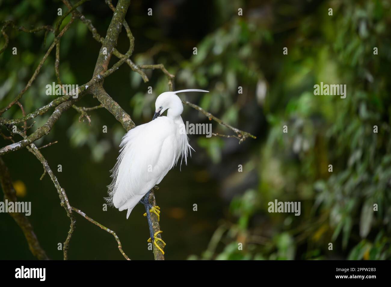 A young egret with breeding feathers grooms itself on a branch ...