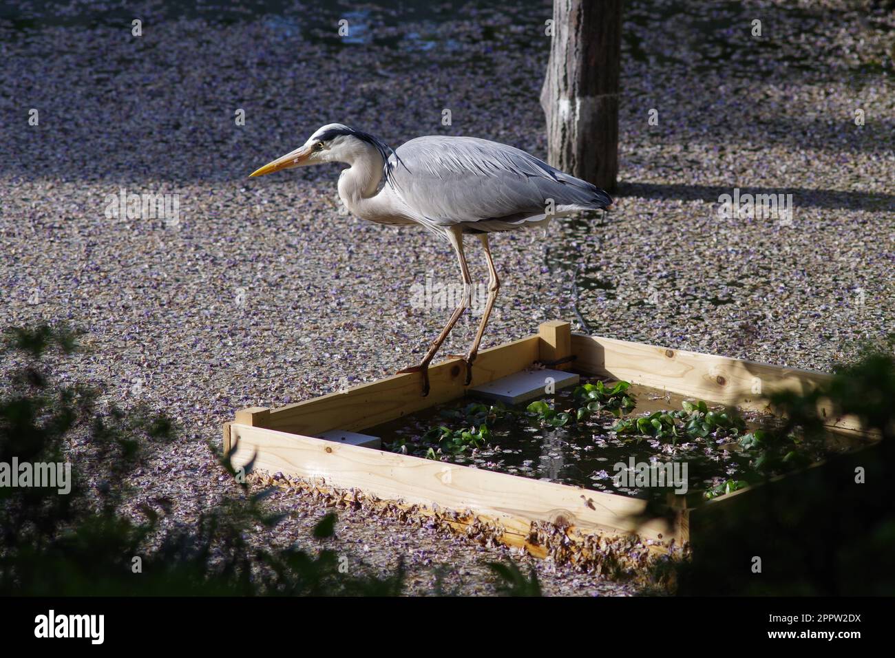 Gray Haron Perched Stock Photo - Alamy