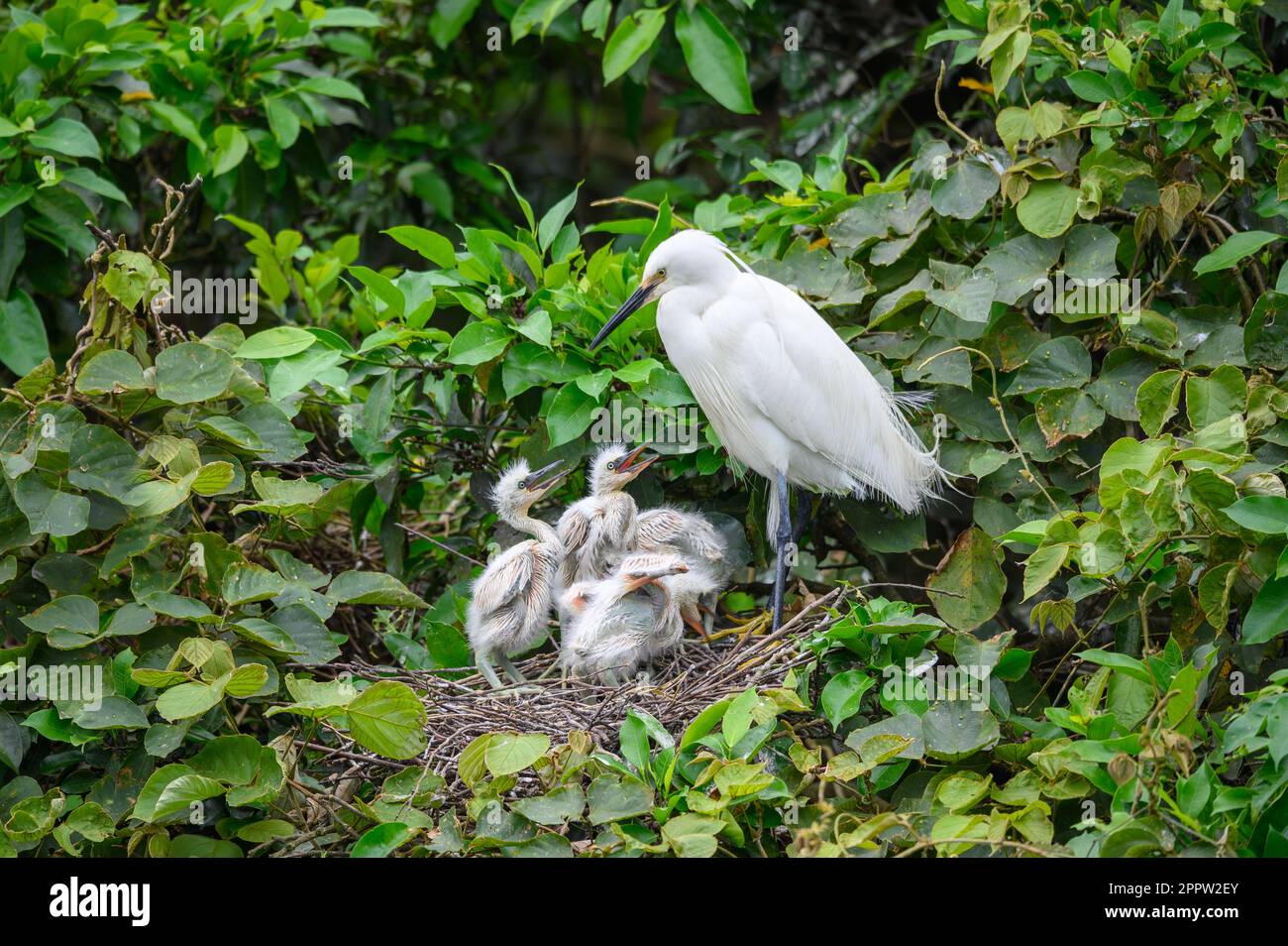 An adult young egret in the nest, feeding four egret chicks. Viewings ...