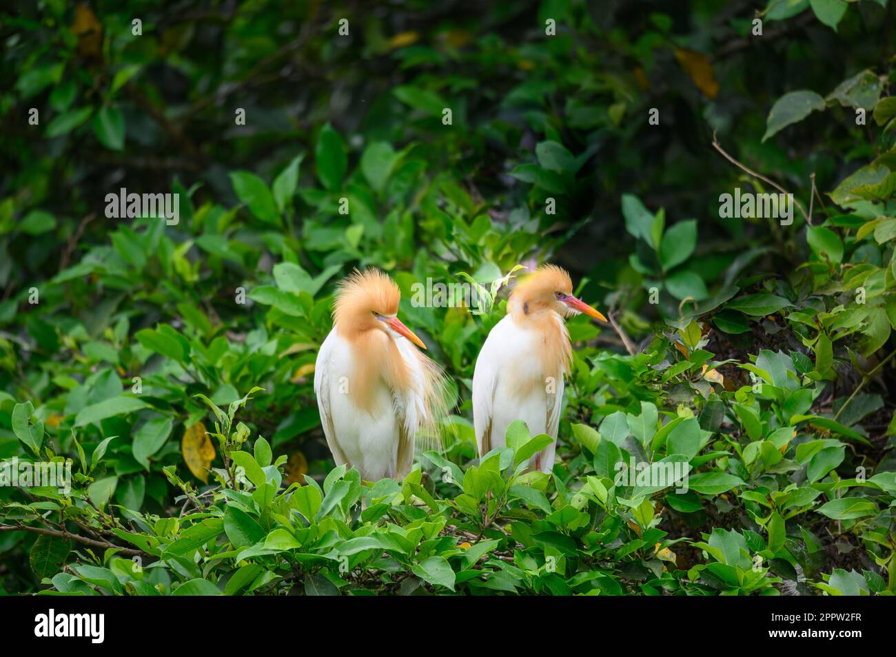 The head feathers of the cattle egret turn orange-yellow. Viewings of ...