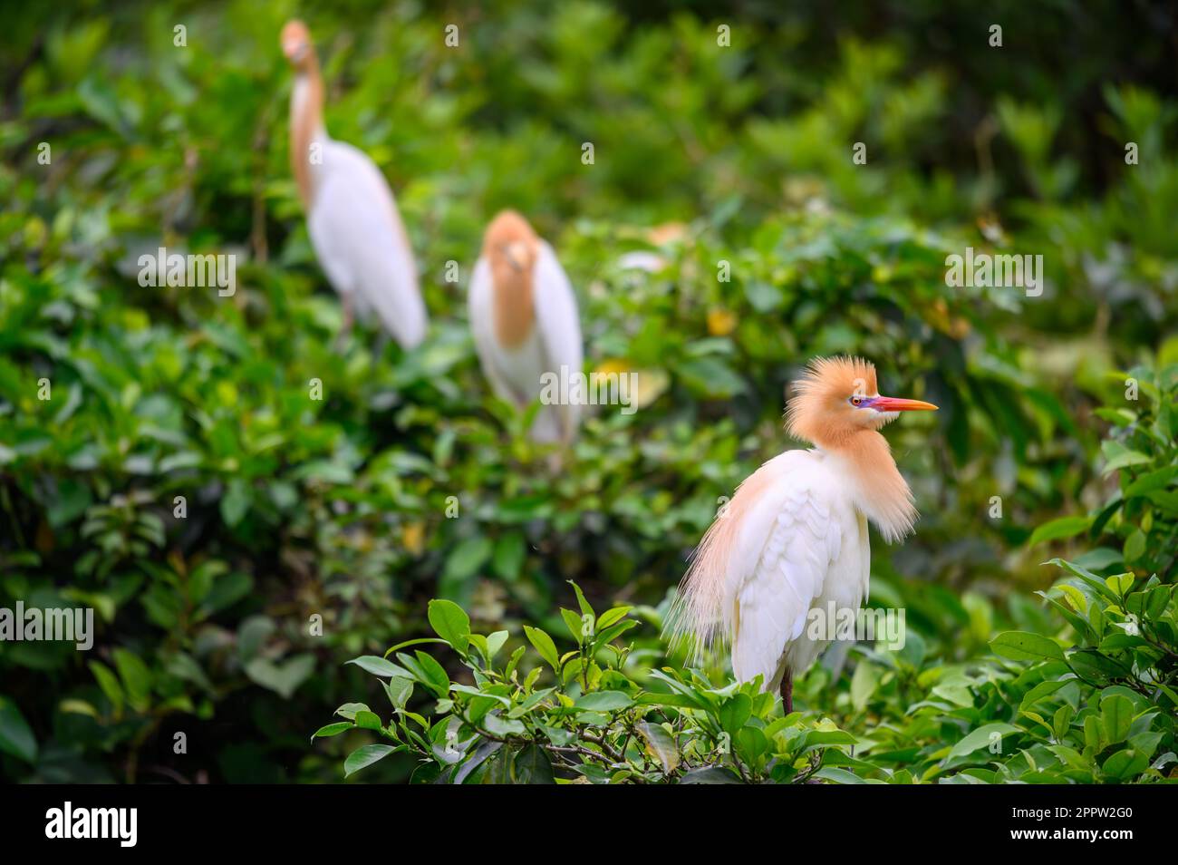 The Head Feathers Of The Cattle Egret Turn Orange Yellow Viewings Of Little Egrets Cattle
