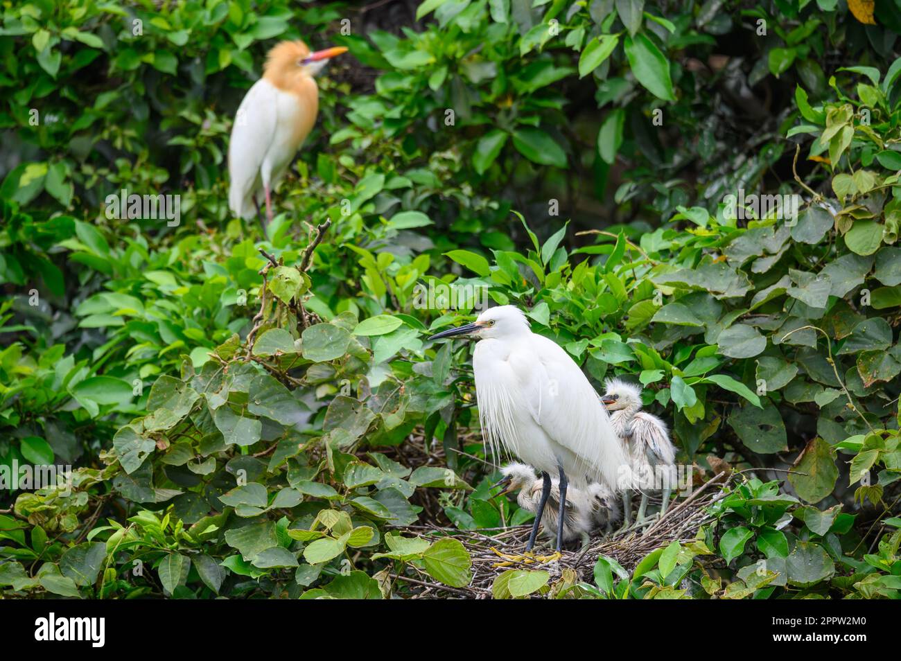 An adult young egret in the nest, feeding four egret chicks. Viewings ...