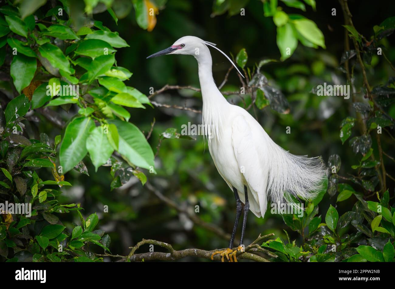 A young egret with breeding feathers grooms itself on a branch ...