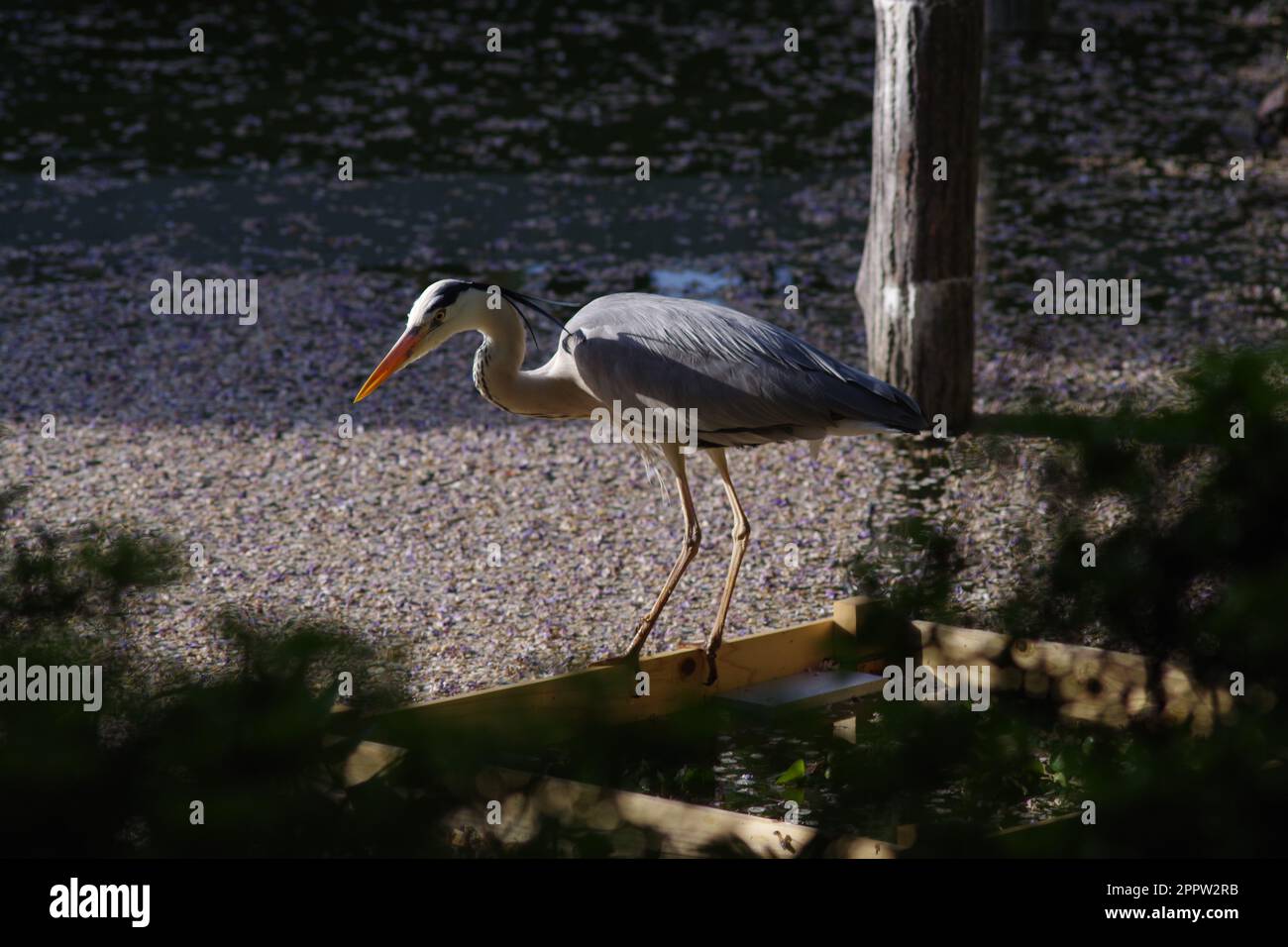 Gray Haron Perched Stock Photo - Alamy