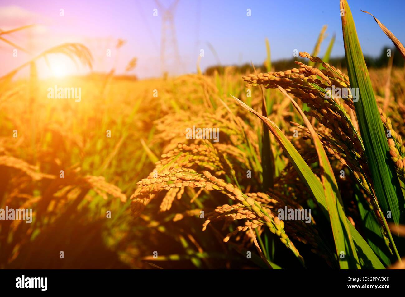 The autumn rice fields Stock Photo - Alamy