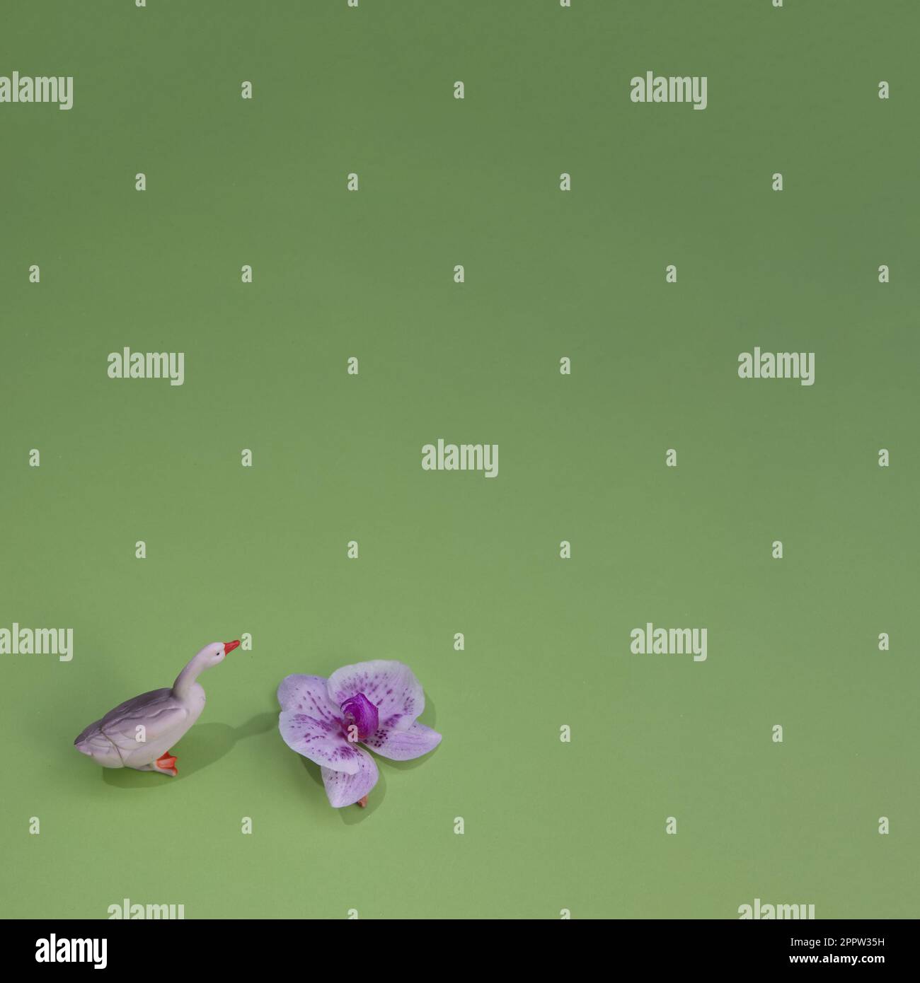 Goose walking towards orchid flower in left down corner on green ...