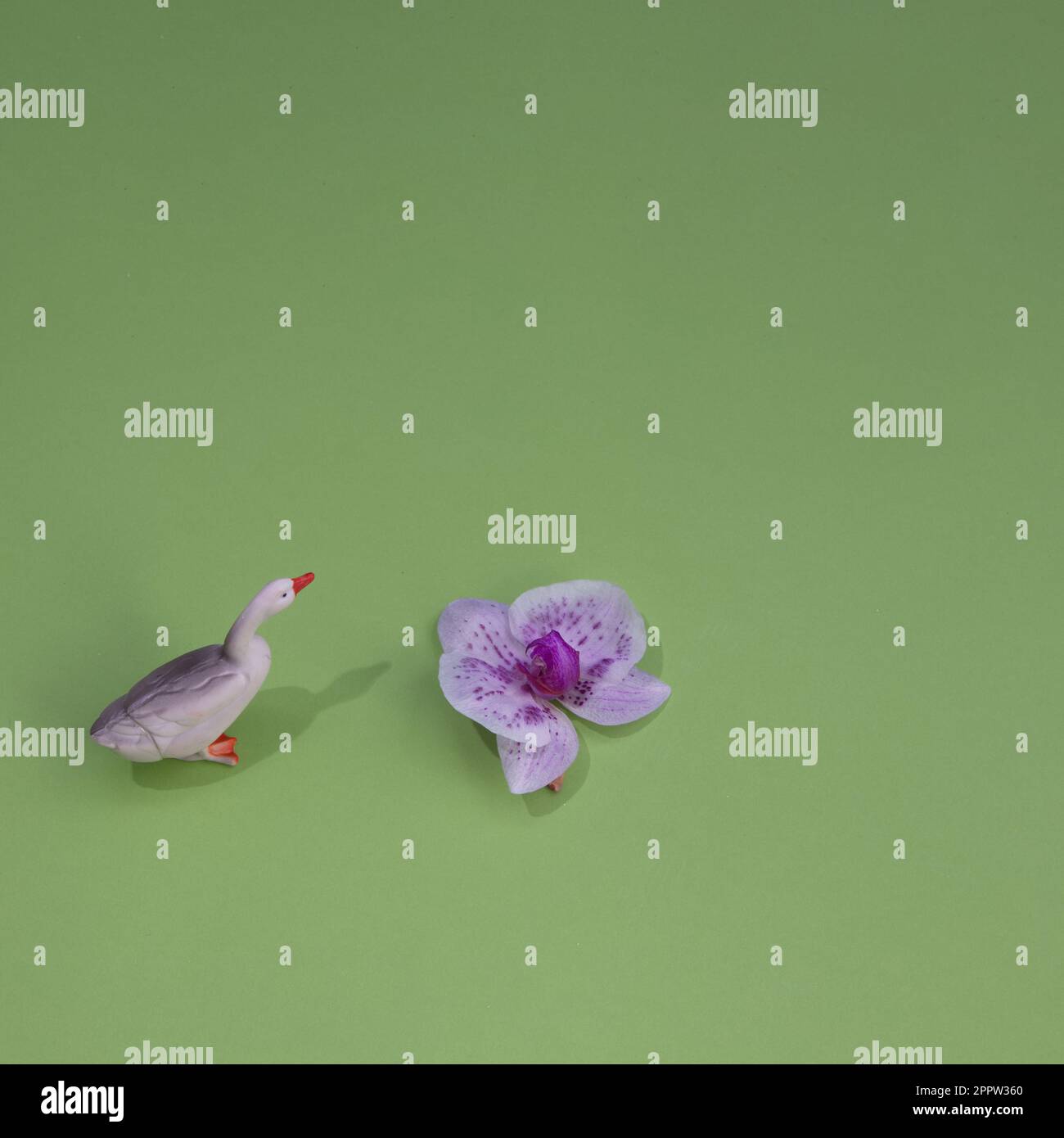 Goose walking towards orchid flower in left down center on green ...