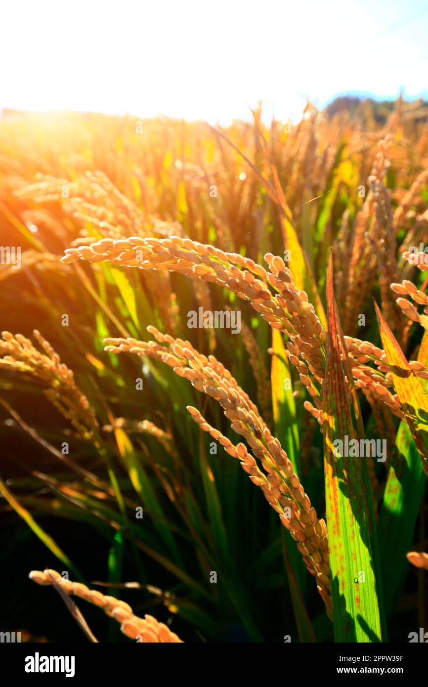 The autumn rice fields Stock Photo - Alamy