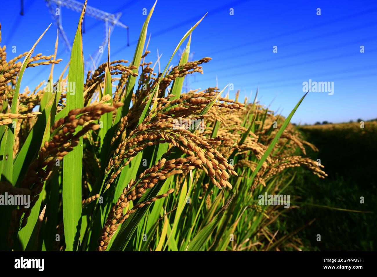 The autumn rice fields Stock Photo - Alamy