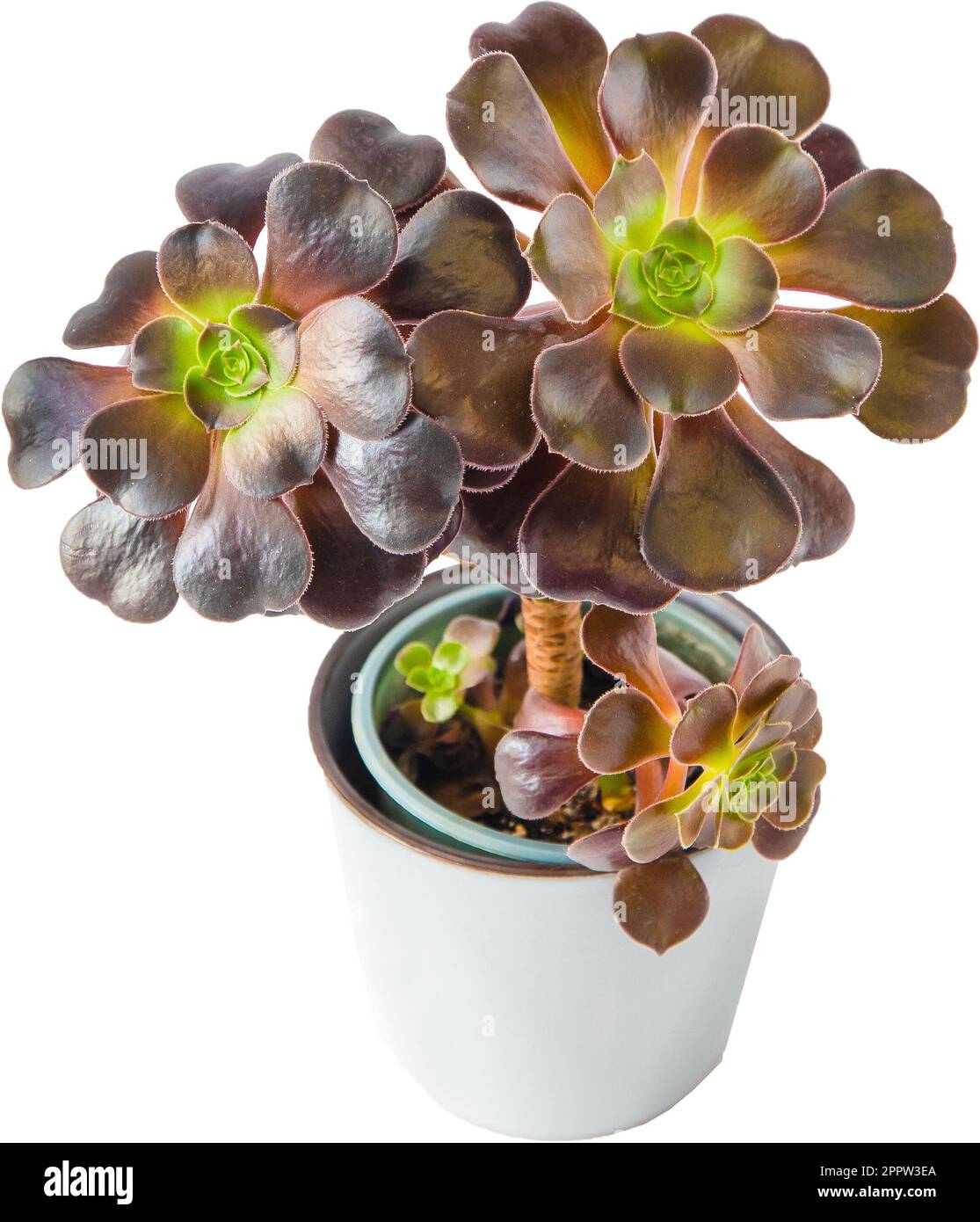 Aeonium succulents isolated on white background. Plant in the pot ...