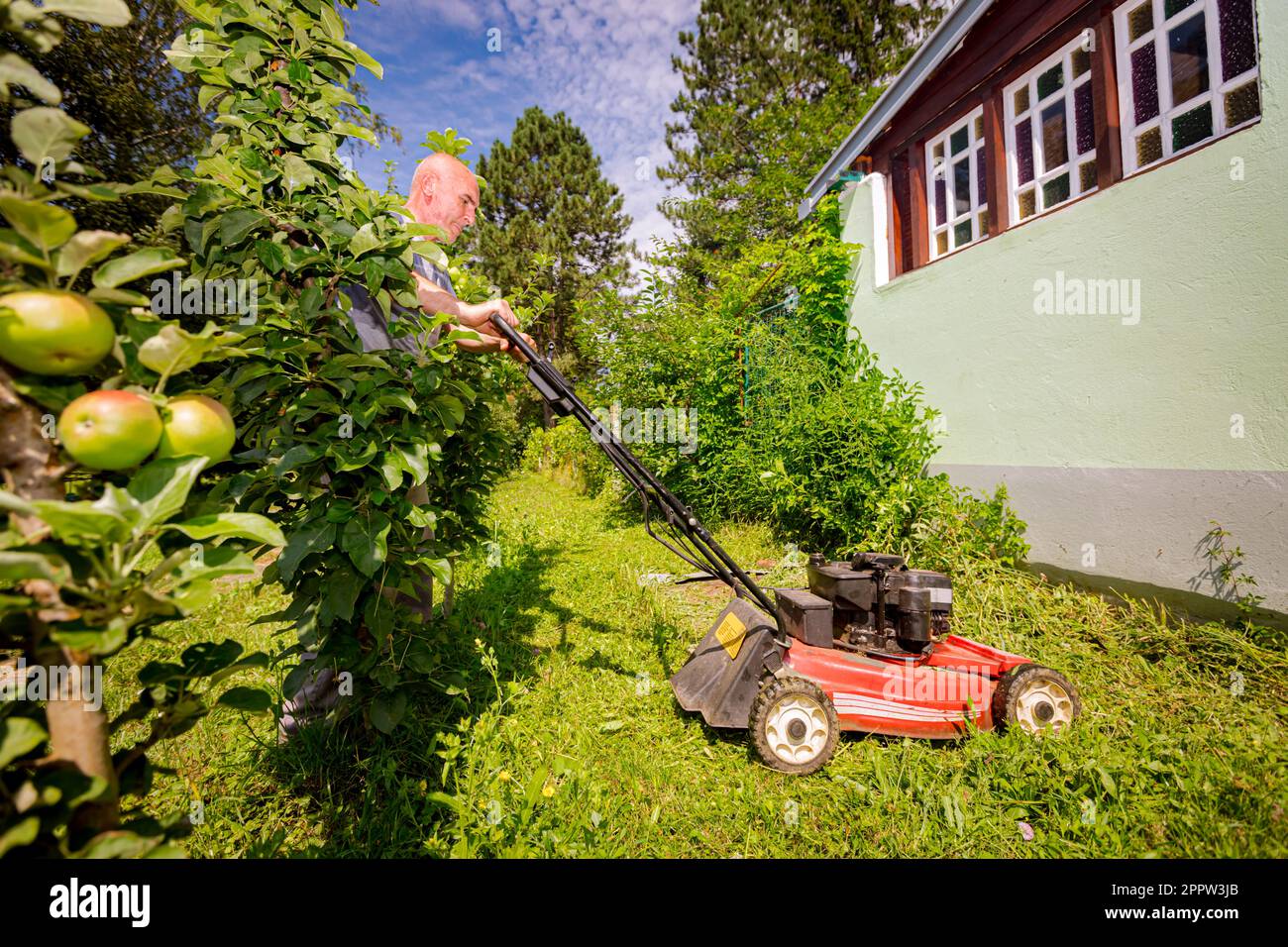 Gardener is cutting grass in his yard with motor lawn mower among fruit ...
