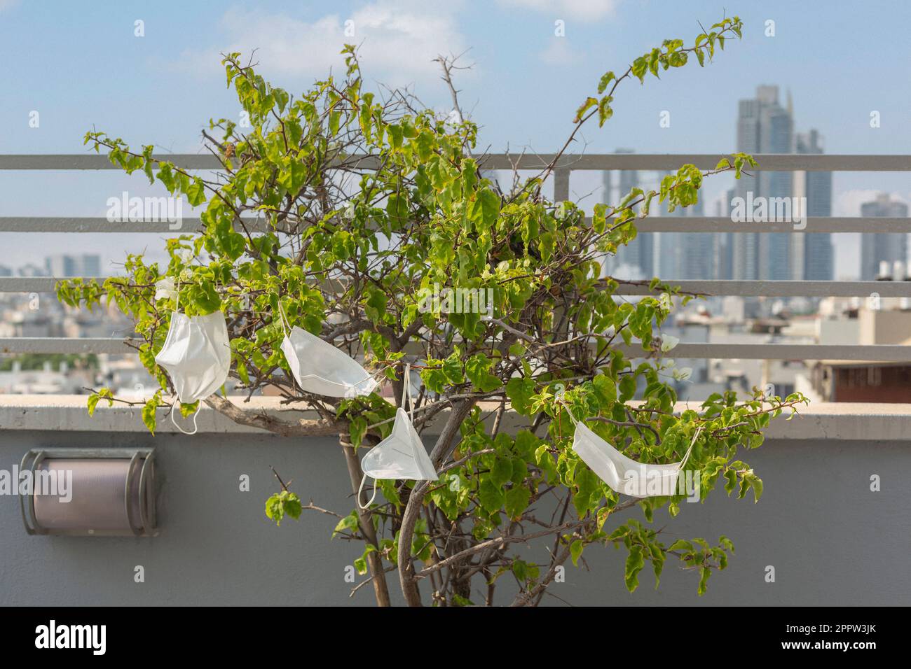 COVID-19 protective face masks hanging from tree on city rooftop Stock ...