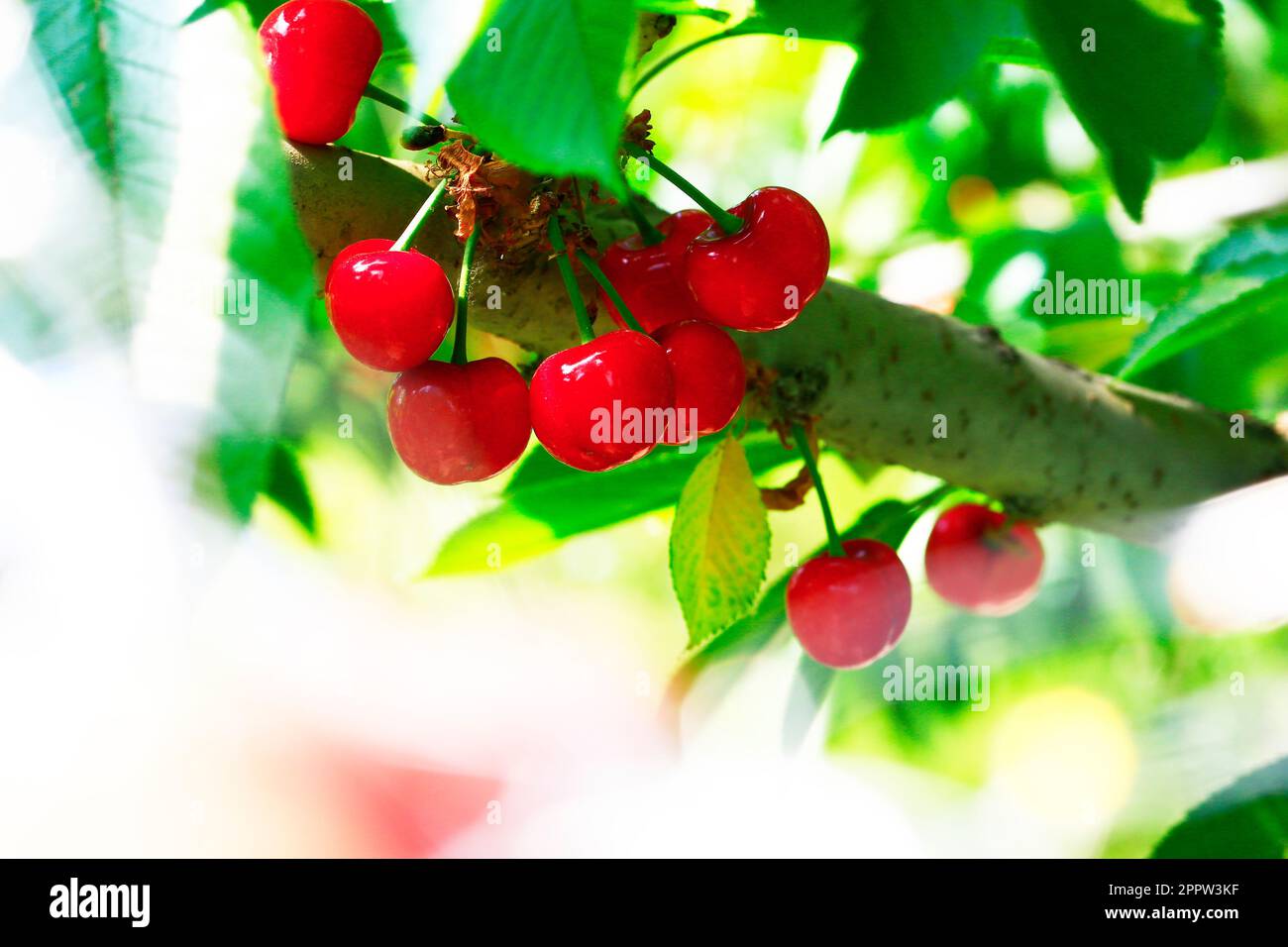 Mature large cherry hanging in a tree Stock Photo - Alamy